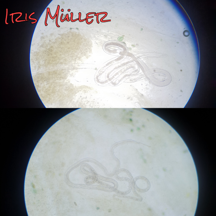 Lungenwurmlarve – Igelhilfe Dornhan/Fluorn